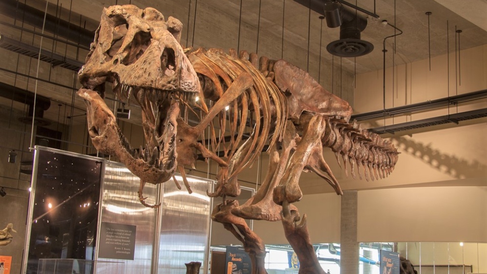 World's Largest Tyrannosaurus Rex, 'Scotty,' Unveiled in Saskatchewan ...