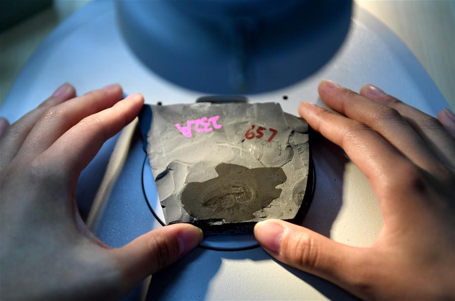 Newly-Discovered Fossils Reveals Life in Cambrian Period | Paleontology ...