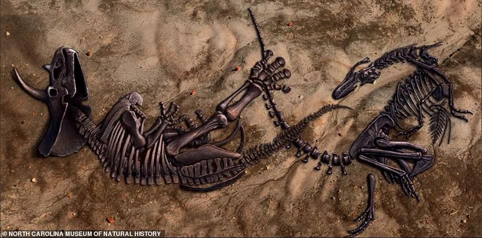 The Mystery Of The "Dueling" T. Rex and Triceratops May Finally Be ...