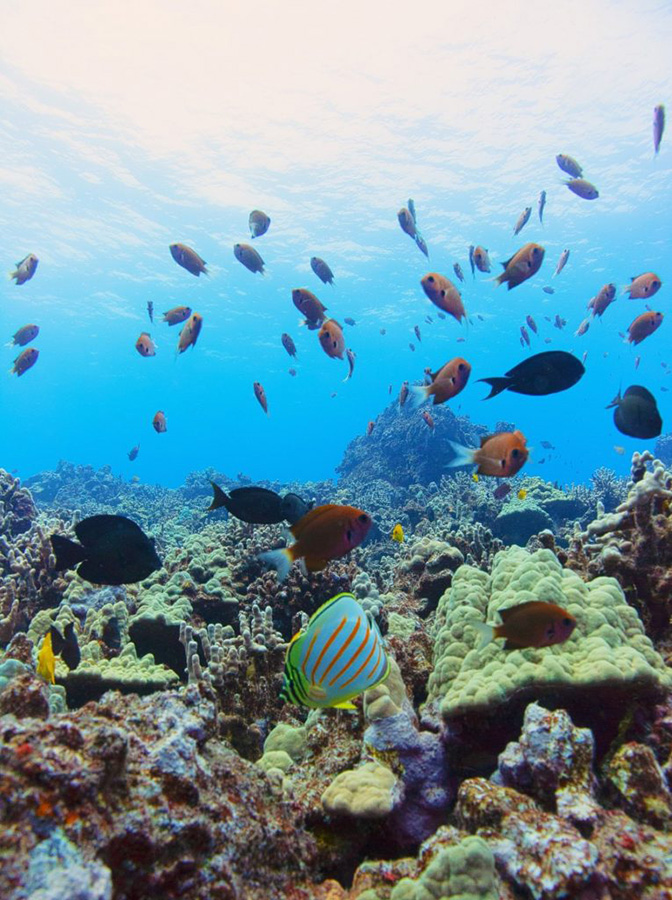 Paleontologists Discover Why The Oceans Are So Diverse | Paleontology World