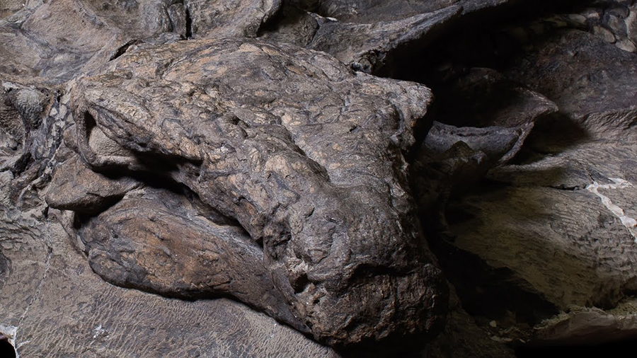 Scientists Have Unraveled the Secret of the Preservation of Dinosaur ...