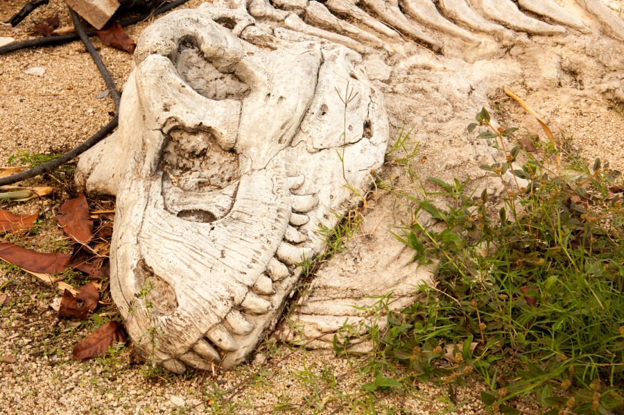 10 Famous Places Where Dinosaur Bones Have Been Uncovered; Open to ...