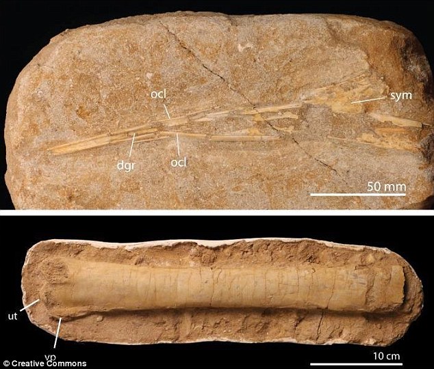 Fossils Of Pterodactyls From 66 Million Years Ago Discovered, Show ...