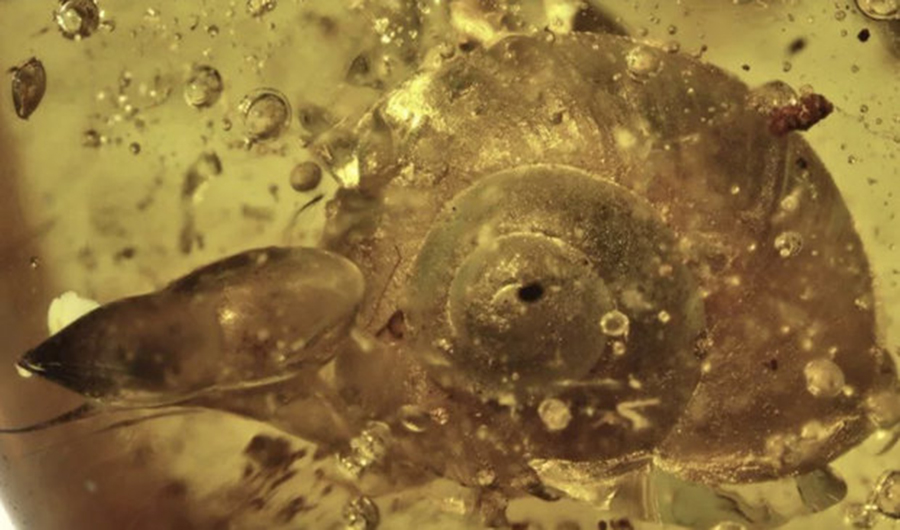 Scientists Find 99 MILLION-YEAR-OLD Snail in Dinosaur-Era Amber ...