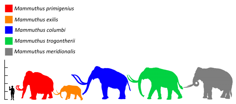 Woolly Mammoth | Paleontology World