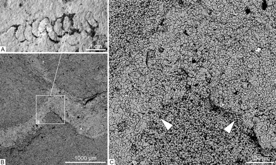 Siberian Paleontologists Discovered the Oldest Macro-Skeleton Remains ...
