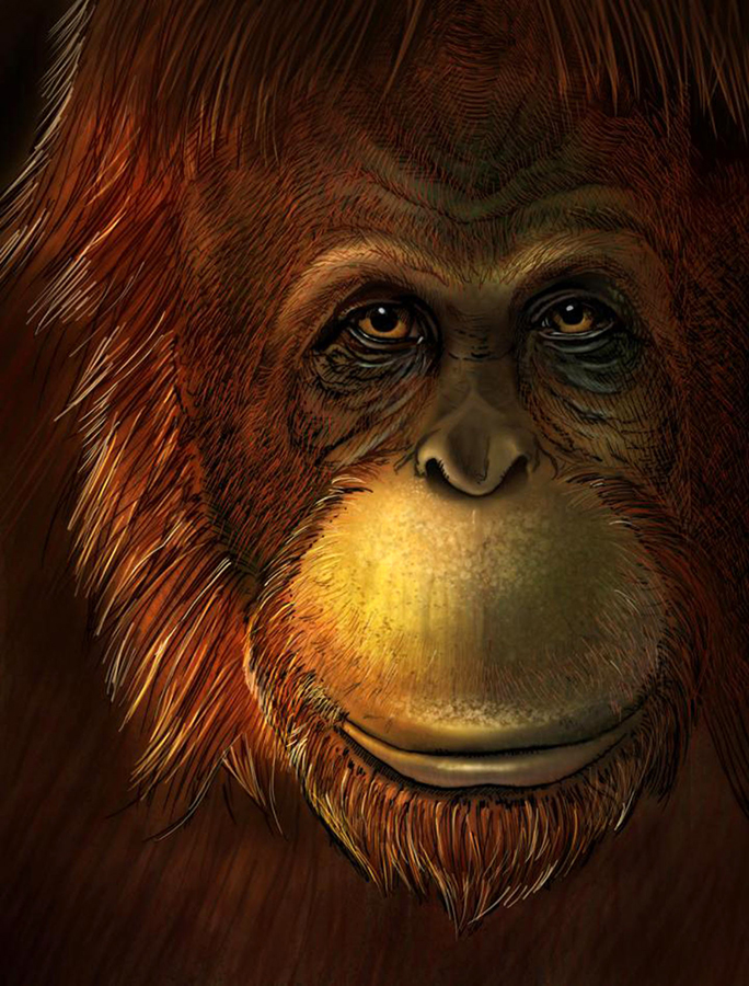 Gigantopithecus is Related to Modern-Day Orangutans, New Study Shows ...
