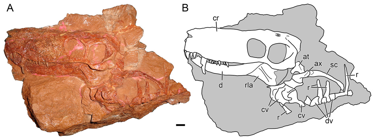 Before Dinosaurs, These Creatures Ruled Earth | Paleontology World